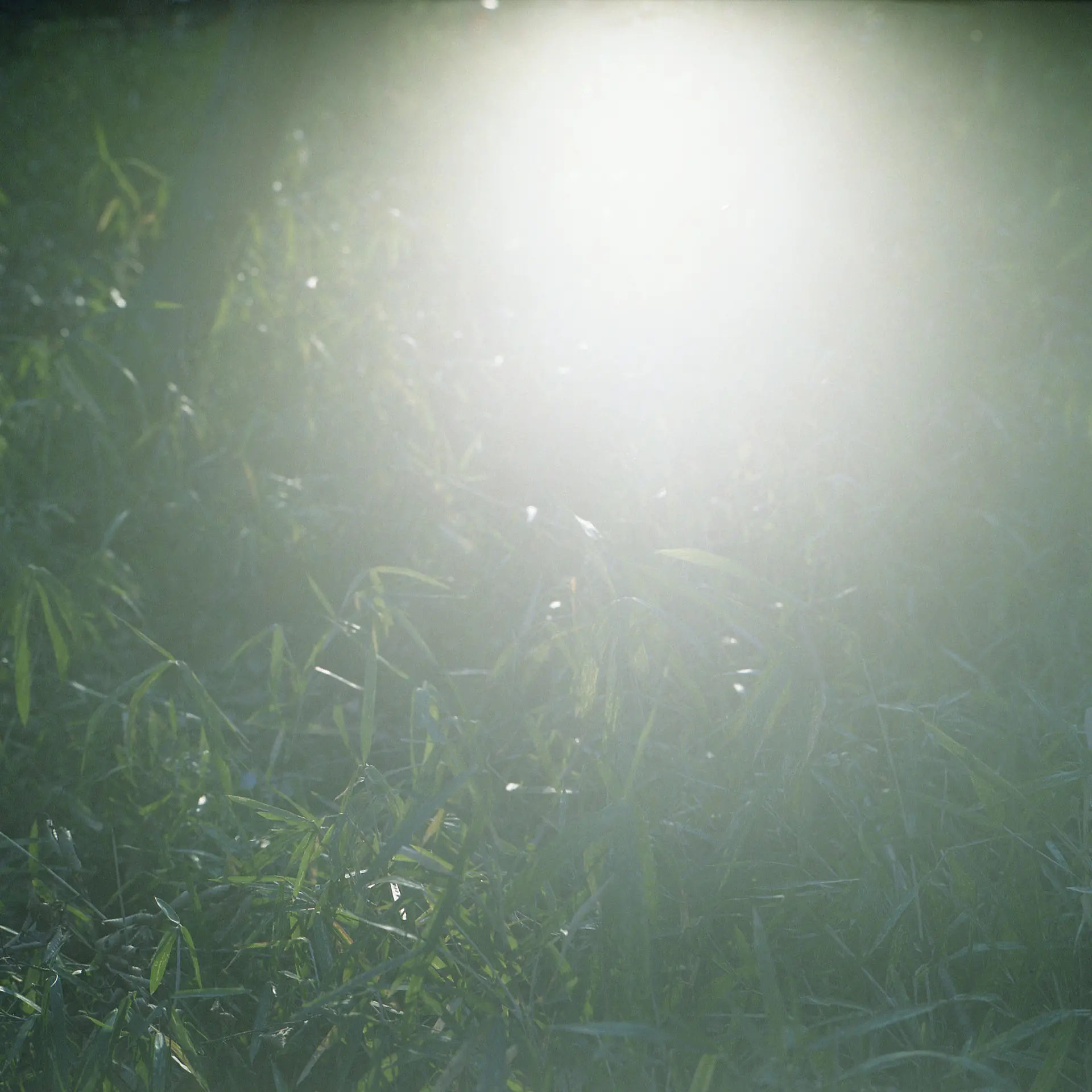 Looking for light #3 by 三井 彩紗 Ayasa Mitsui | 現代アートの販売・通販 | ArtSticker