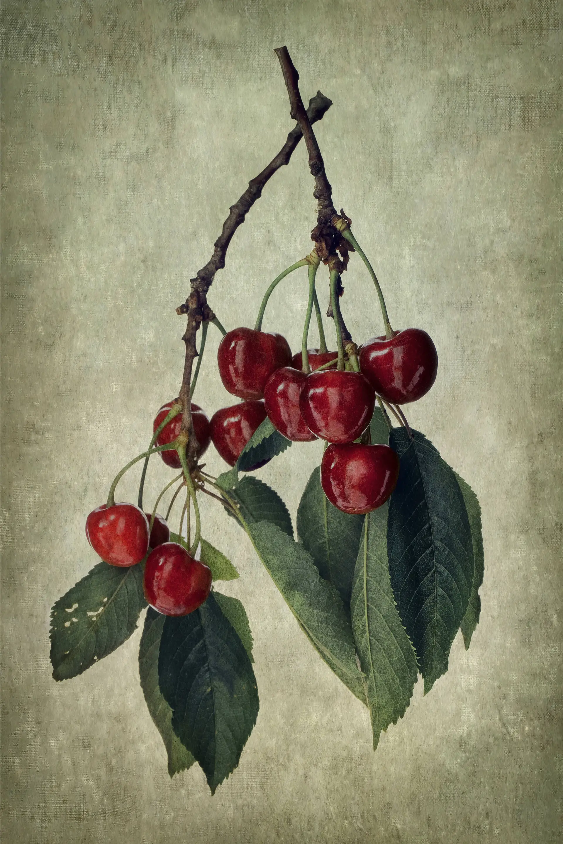 Prunus Avium L. 'Early Purple Guigne' 桜桃 日の出 by Masumi Shiohara | 現代アート ...