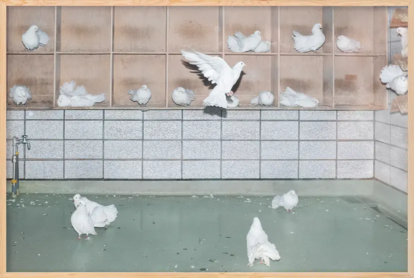 Dovecot（2/ed10+AP1） by 遠藤文香 | 現代アートの販売・通販 | ArtSticker