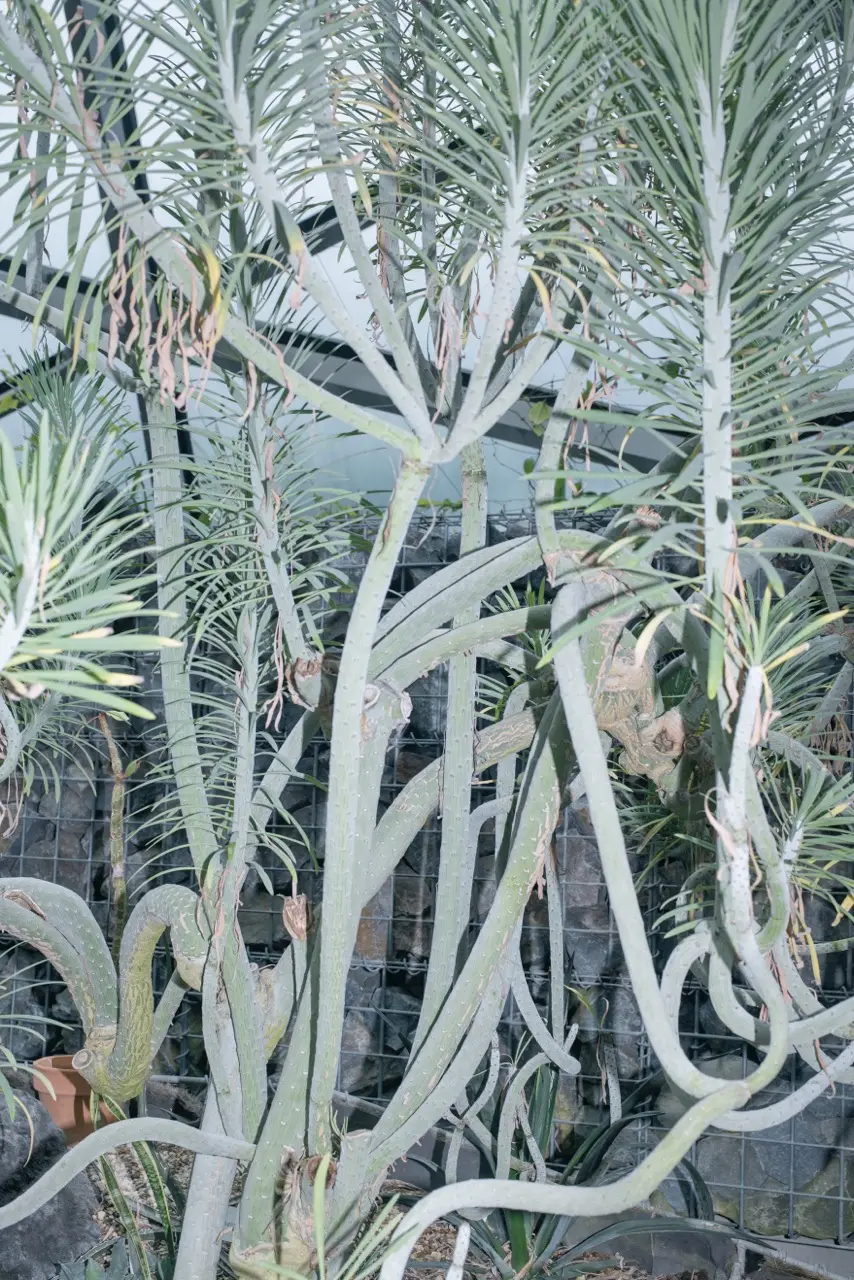 Senecio Kleinia by 遠藤文香 | 現代アートの販売・通販 | ArtSticker