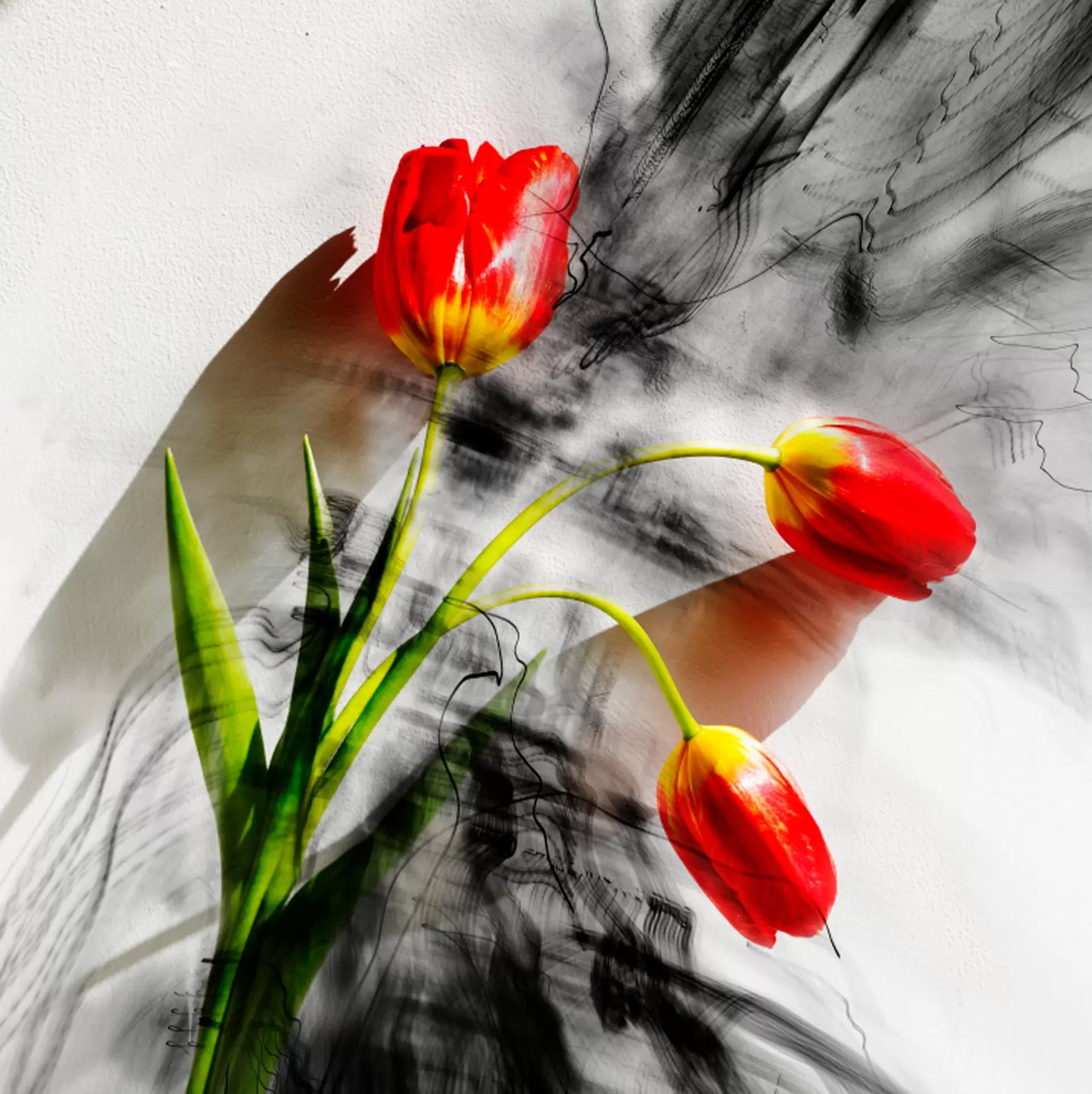 LP-001 Tulip by 武内俊明 | 現代アートの販売・通販 | ArtSticker
