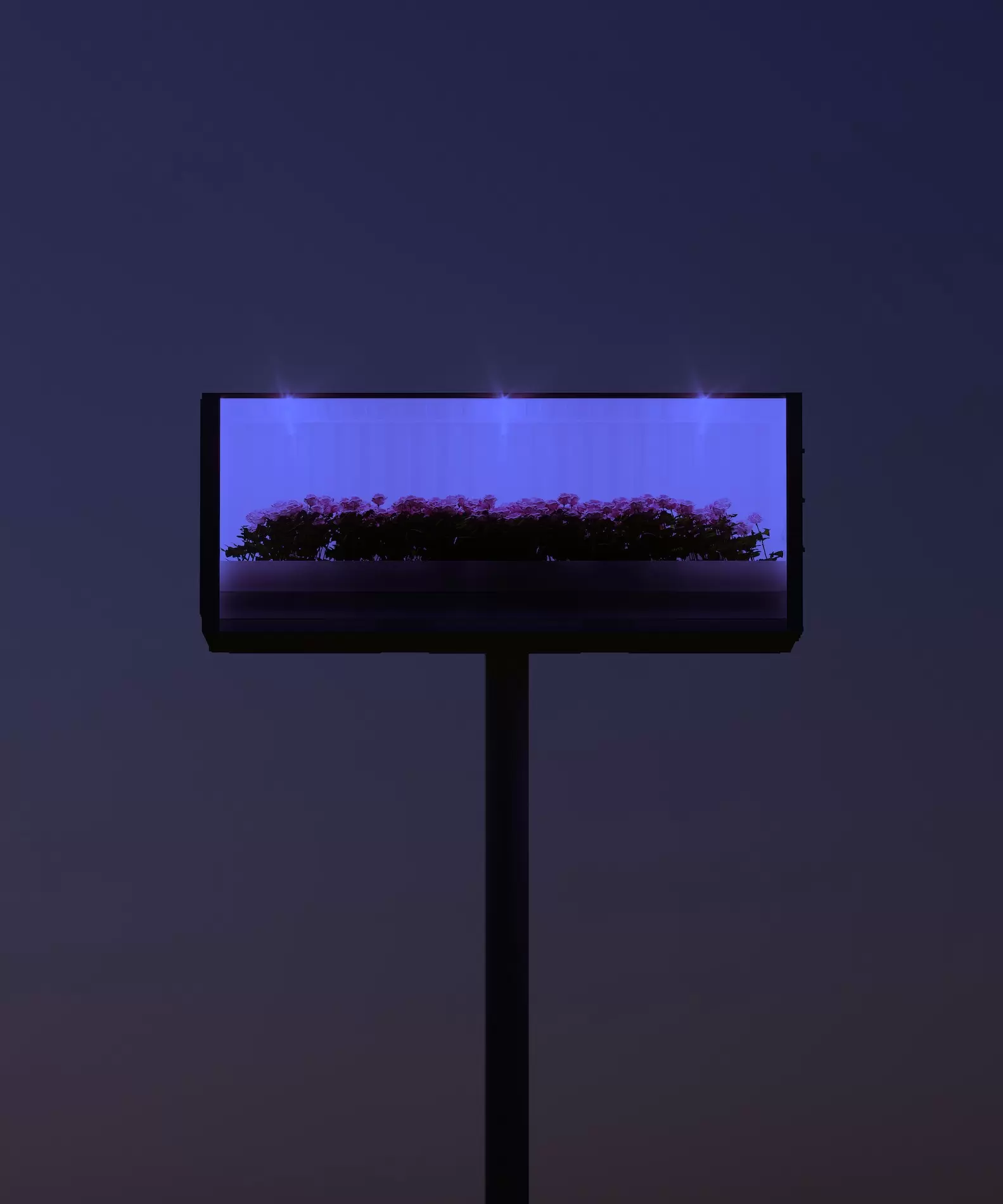 Night Flowers by David Stenbeck | Online art store for contemporary art ...